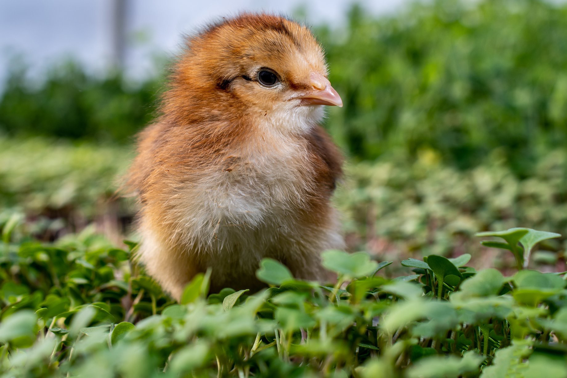 Chickstarter – Fable